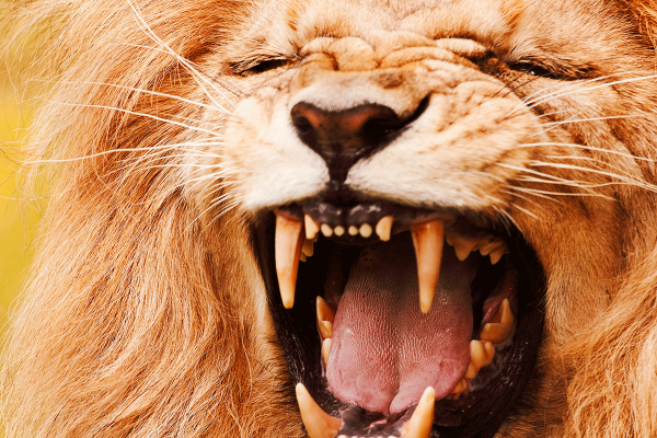 How To Raise A Lion Chaser | Action Resources by John O'Sullivan